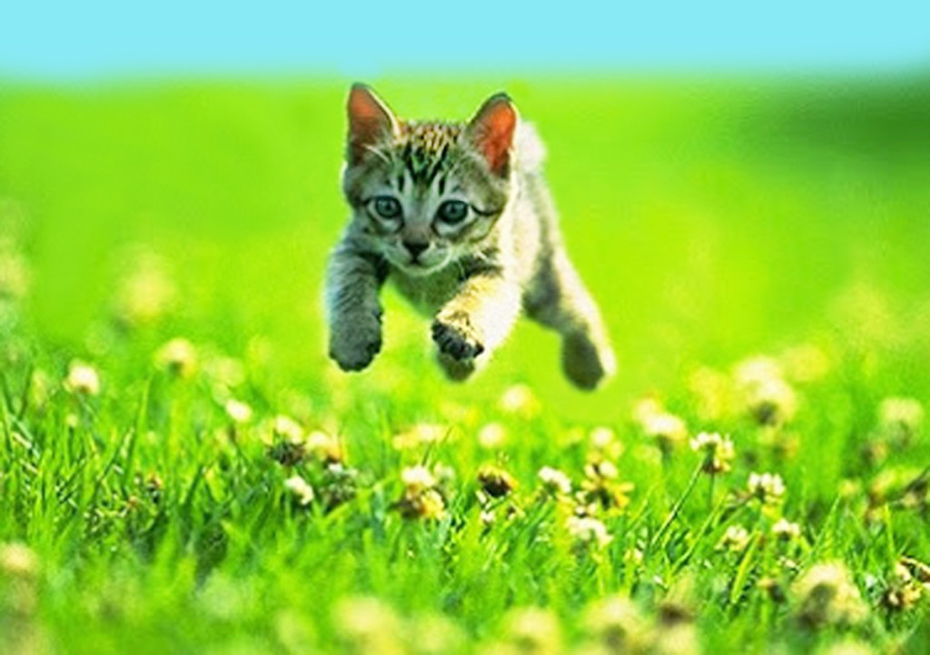 Itty-Bitty Kitty Teaches: How to Fly - Blythe Ayne